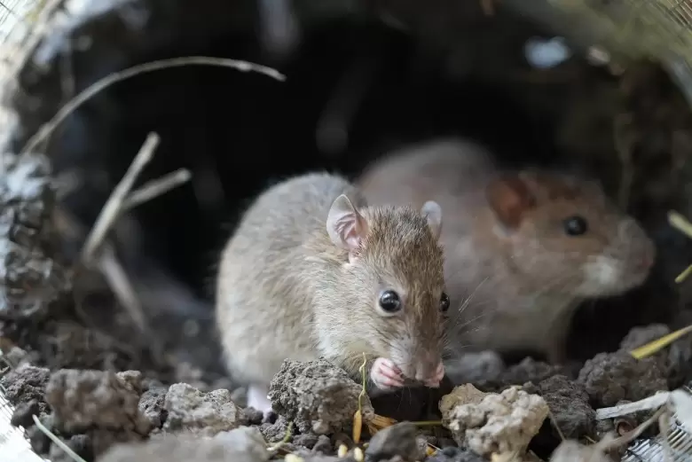 El significado detrás de soñar con ratas - Diario Mendoza