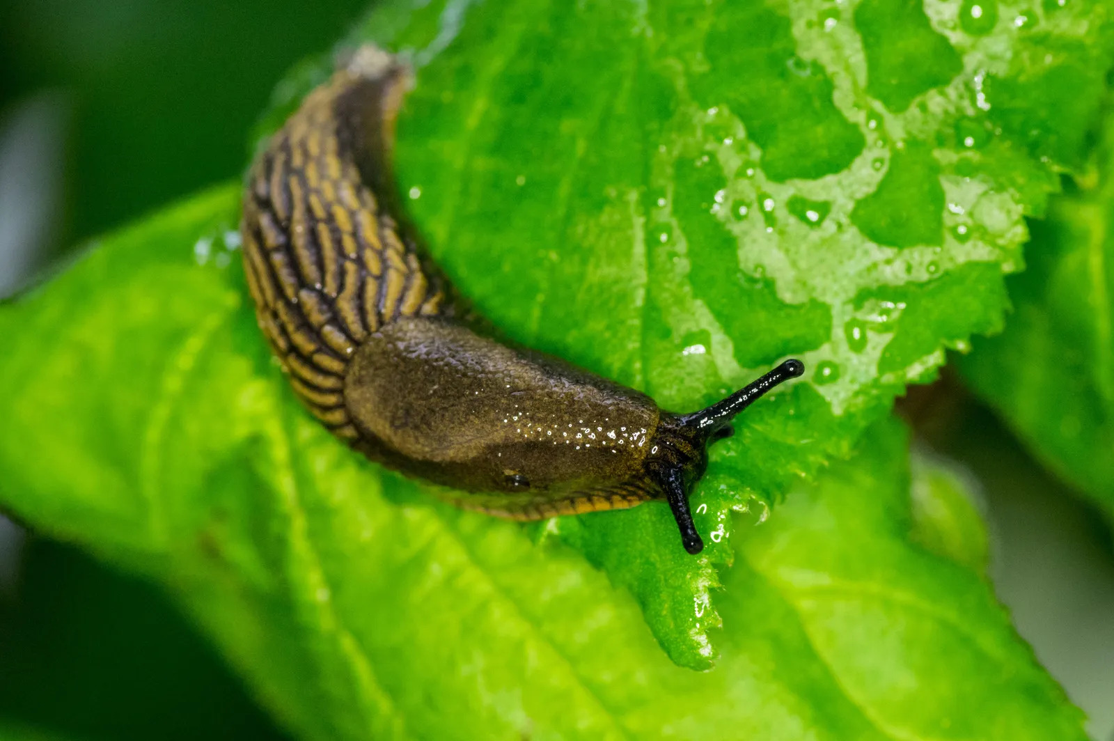 Conocé las mejores formas para sacar las babosas de tu jardín con sal y ...