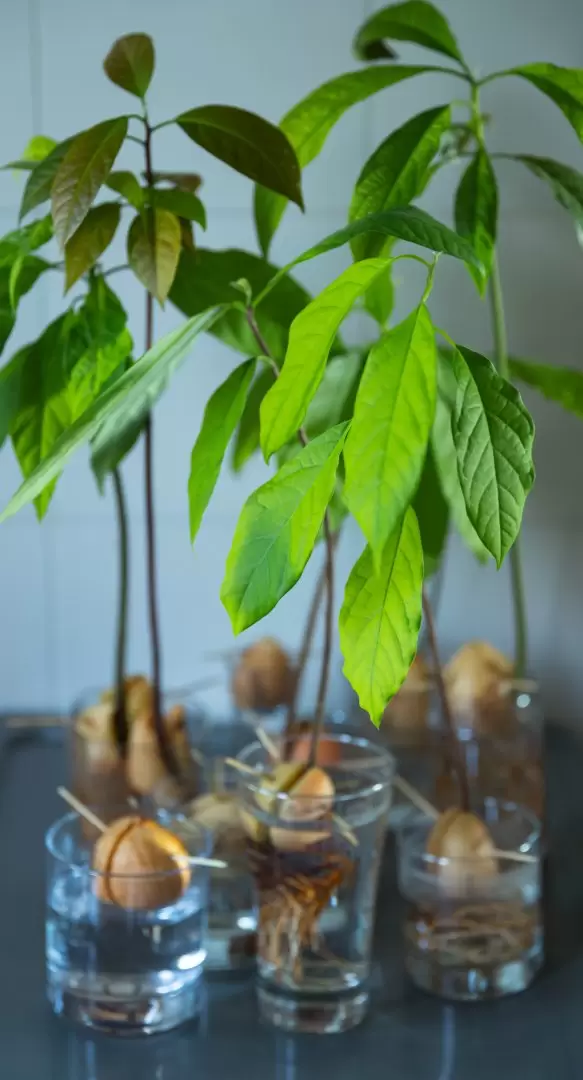 Paso a paso: cómo germinar una semilla de palta y tener un árbol en tu ...