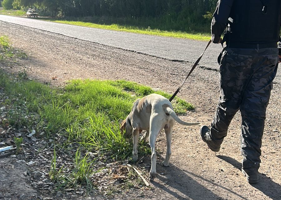 Rastreo exitoso: el perro Fito permitió recuperar mercadería robada en ...