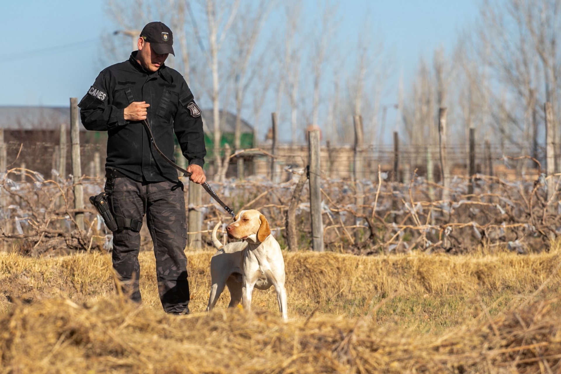 El infalible olfato de Fito, el perro de la Policía que resolvió un ...